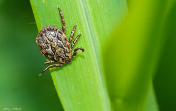 Les tiques et leurs bactéries : association de malfaiteurs - Université de Montpellier