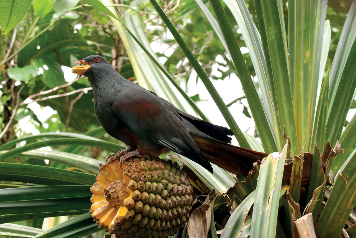 [LUM#14] Dear rare species - Université de Montpellier