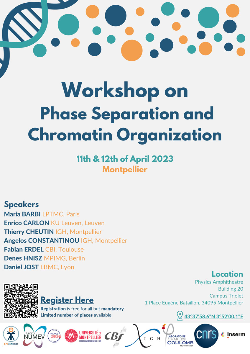 Phase separation and spatial organization of chromatin - Université de ...