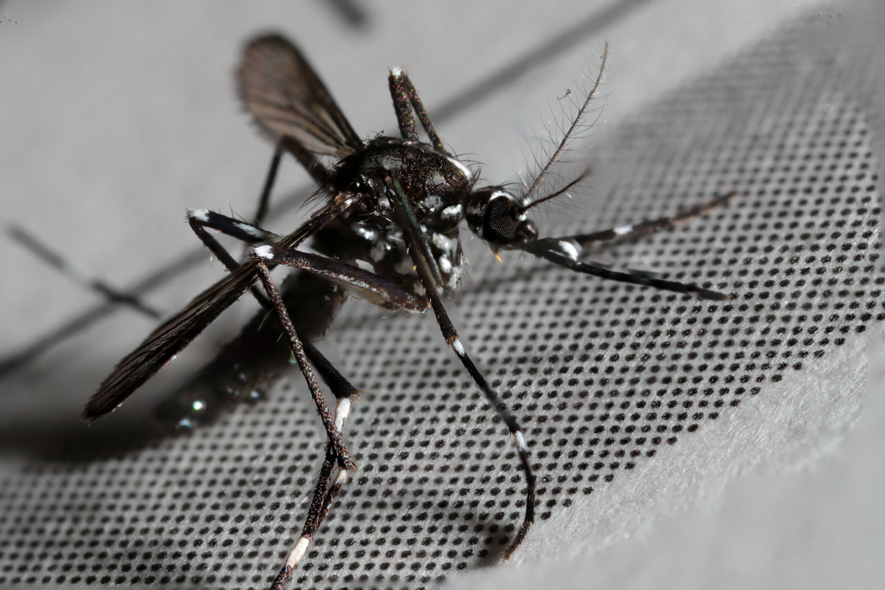 Virus de la dengue en France métropolitaine : à quoi faut-il s’attendre ...